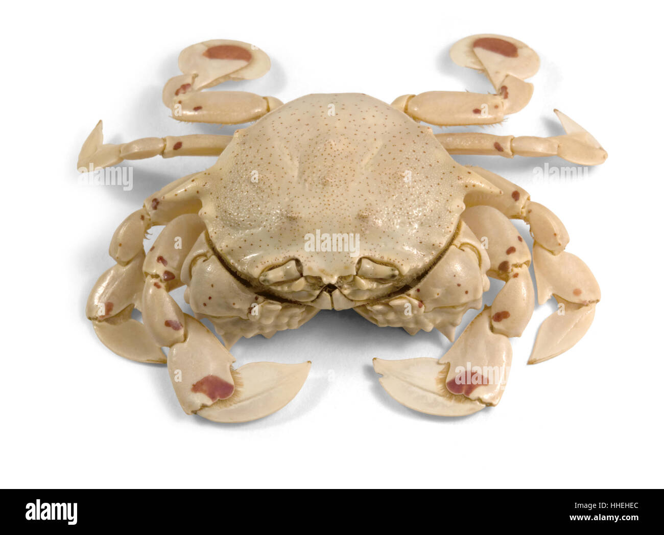 moon crab in white back Stock Photo - Alamy