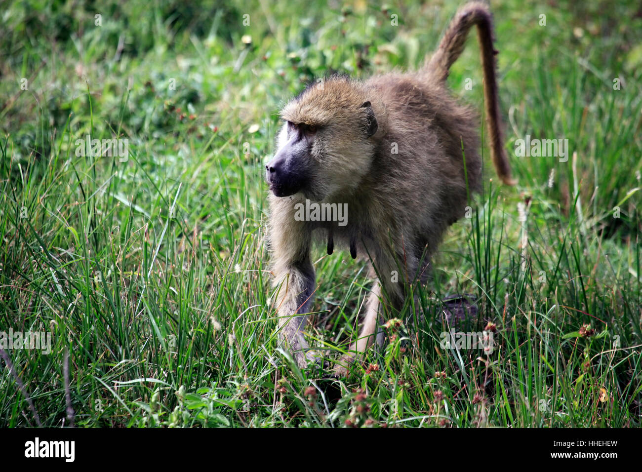 Baboon on savanna. Amboseli national park in Kenia Stock Photo - Alamy