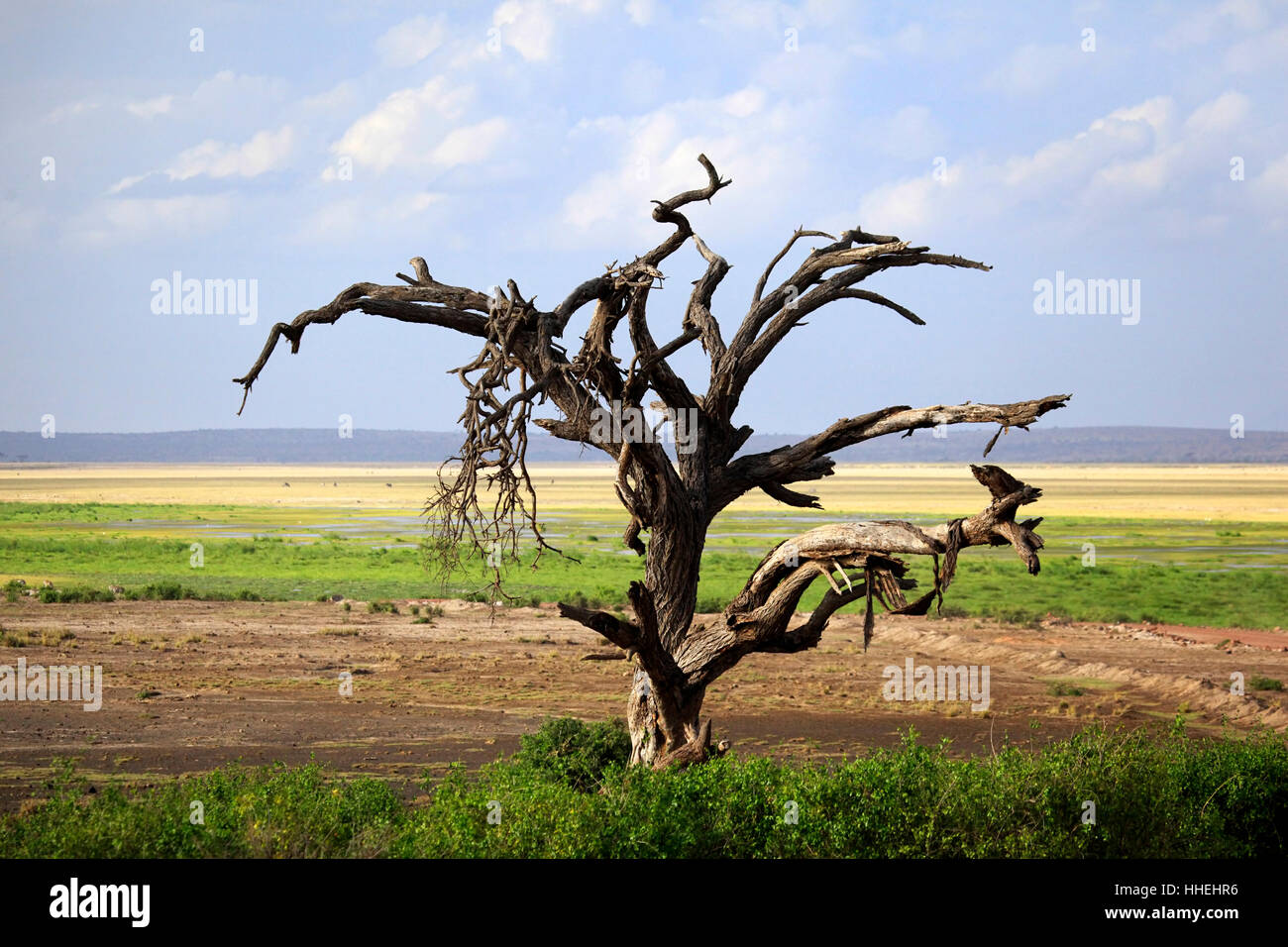 Dry tree in the African savannah. Amboseli national park in Kenia Stock ...