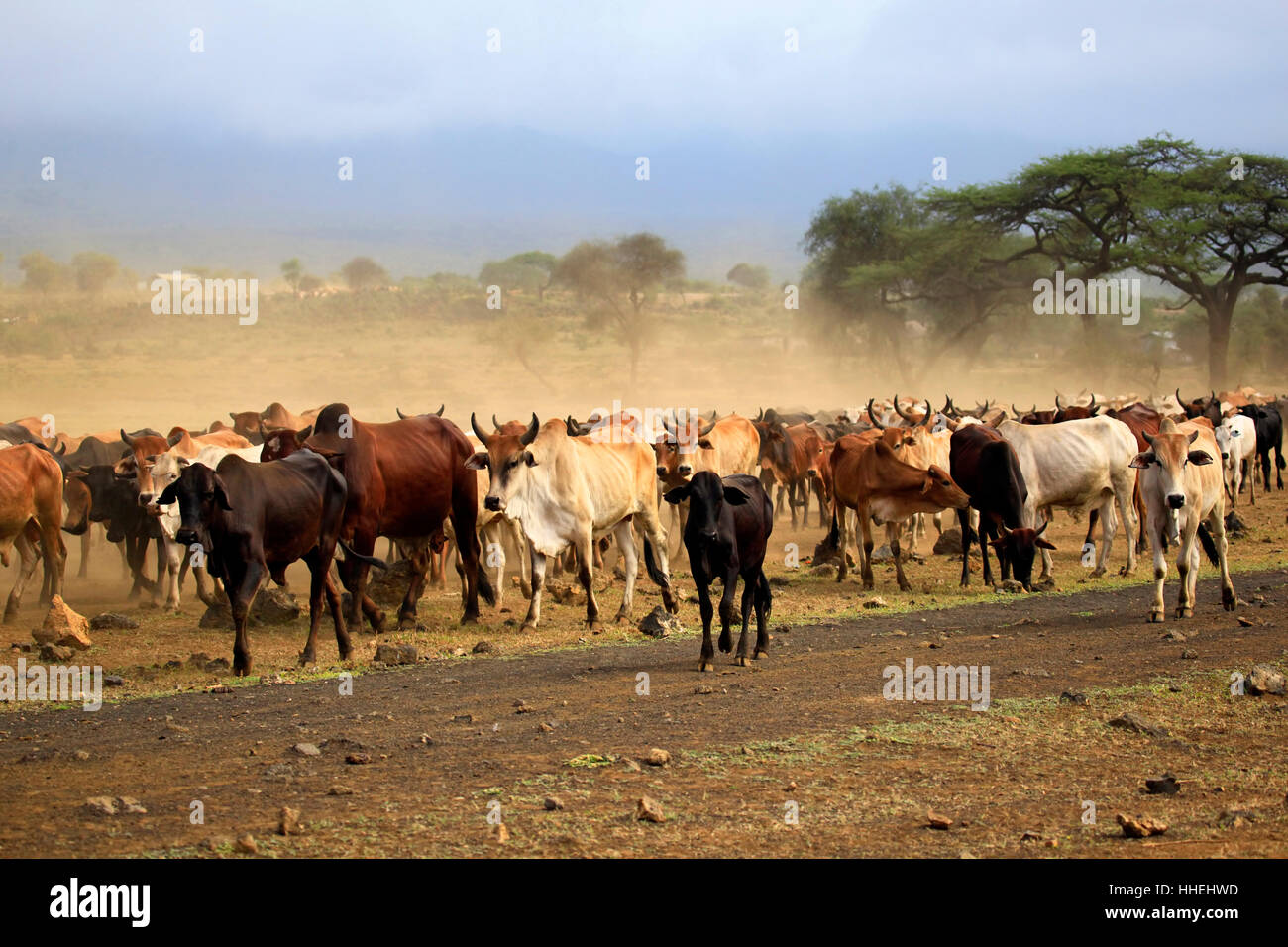 A large herd of cows in Kenya Stock Photo - Alamy