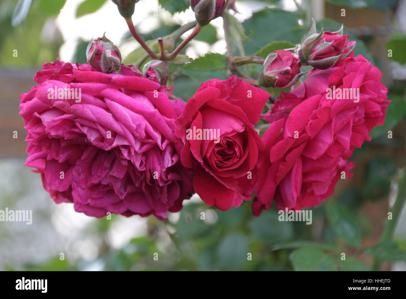 Red climbing rose hi-res stock photography and images - Alamy