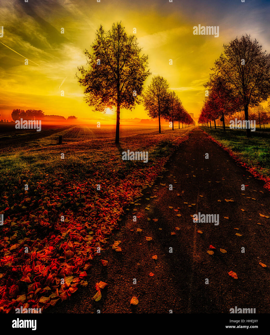 Fine art colorful scenic glorious autumn sunrise on an alley with a ...