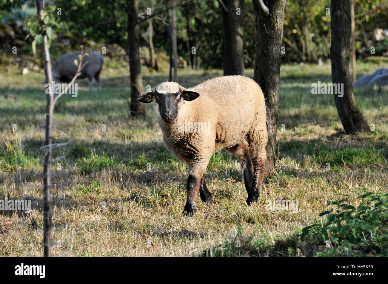 animal, agriculture, farming, sheep, farm animal, lower saxony, animal ...