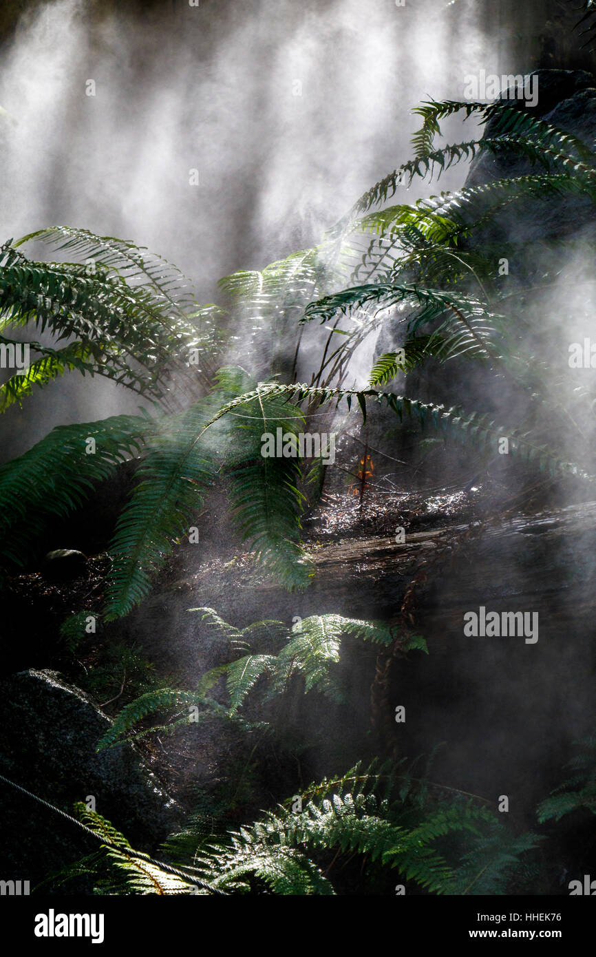 Rainforest environment hi-res stock photography and images - Alamy