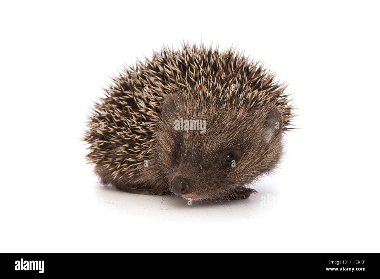 animal, mammal, wild, pets, rodent, fur, hairy, small, tiny, little ...
