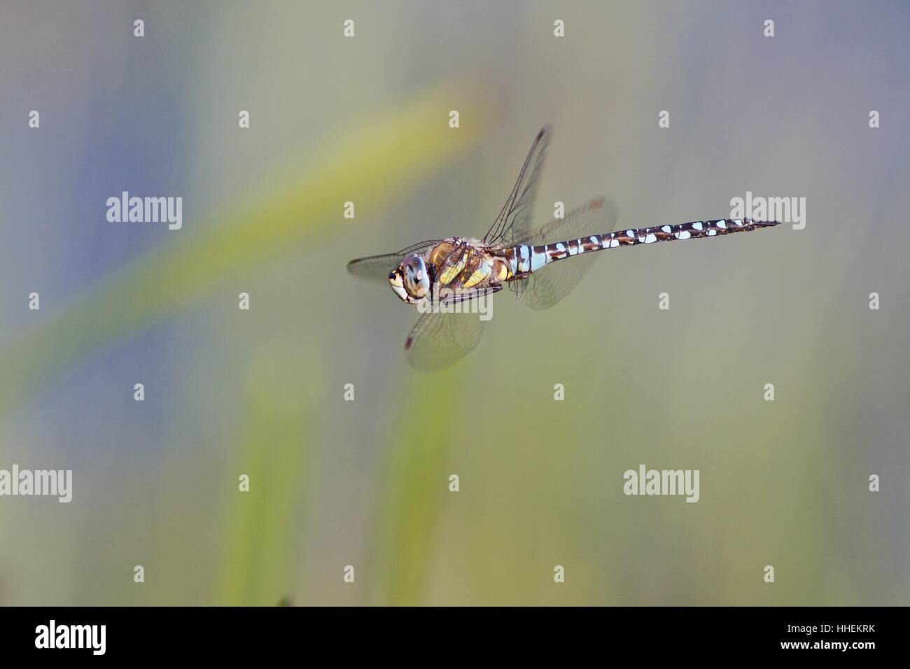 flight, dynamics, dynamism, dragonfly, dynamic, fly, flies, flys ...