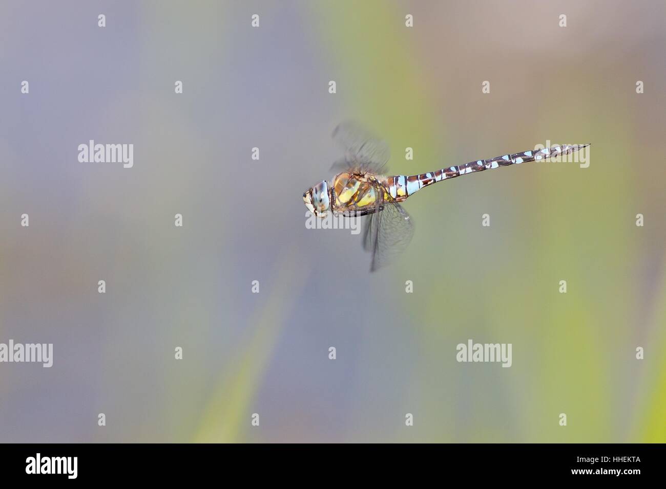 Them in dynamic flight hi-res stock photography and images - Alamy