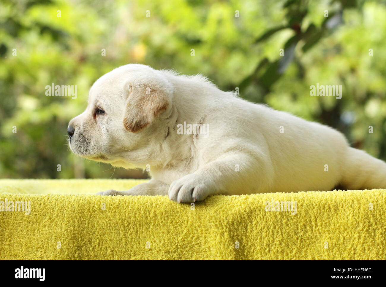Yellow labrador puppy Stock Photo - Alamy