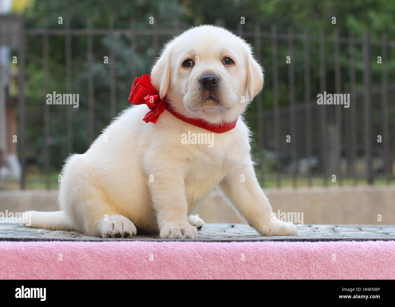 Yellow labrador puppy Stock Photo - Alamy