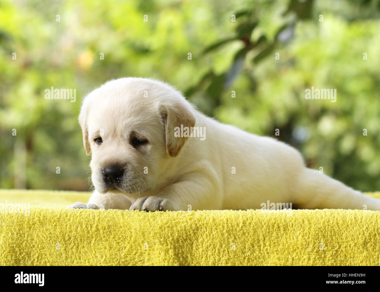 Yellow labrador puppy Stock Photo - Alamy