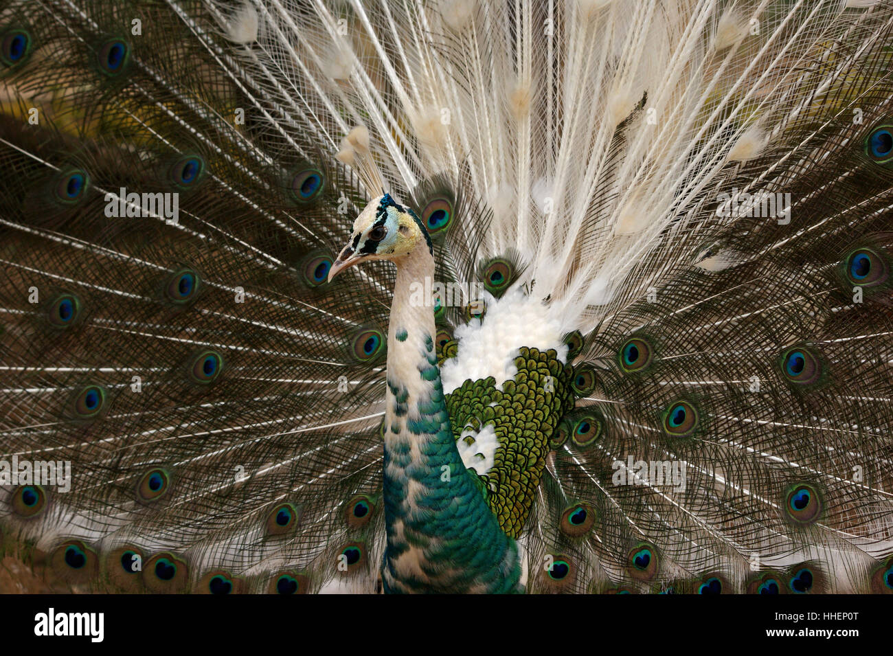 mutation, wheel, coloured, colourful, gorgeous, multifarious, richly ...