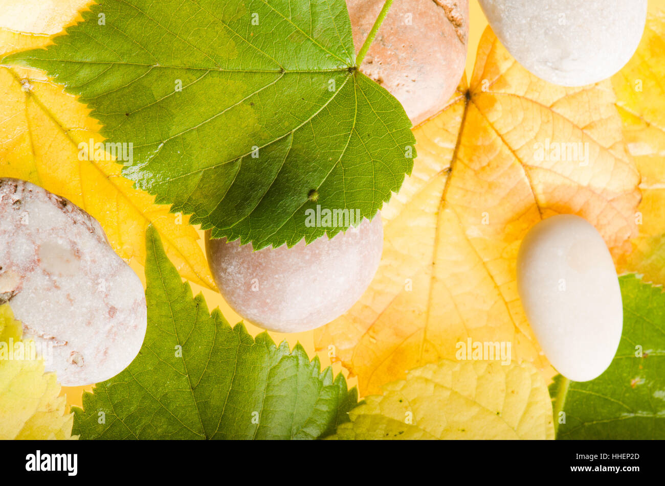close, beautiful, beauteously, nice, leaf, detail, environment ...