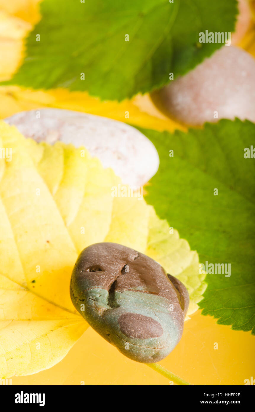 close, beautiful, beauteously, nice, leaf, detail, environment ...
