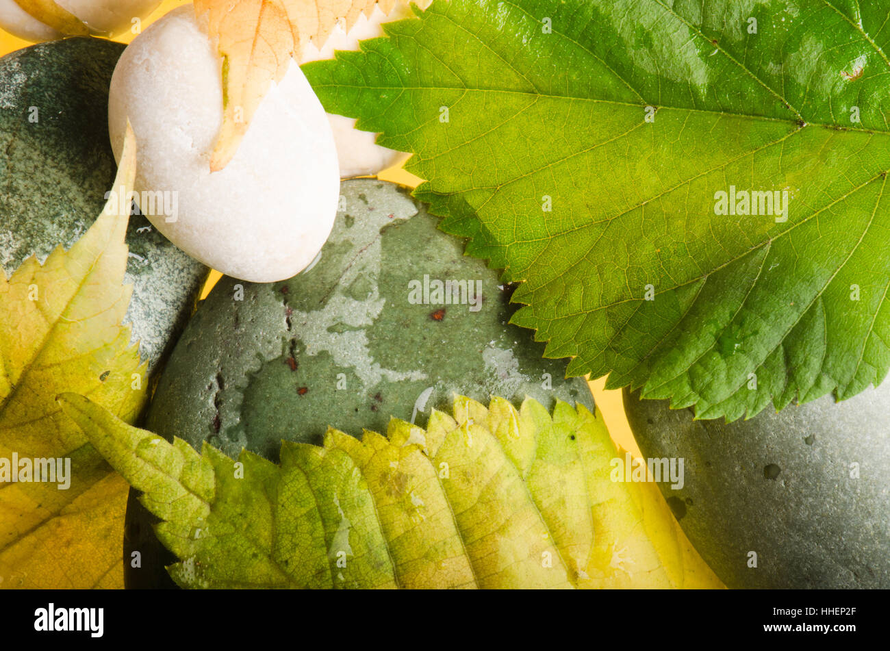 close, beautiful, beauteously, nice, leaf, detail, environment ...
