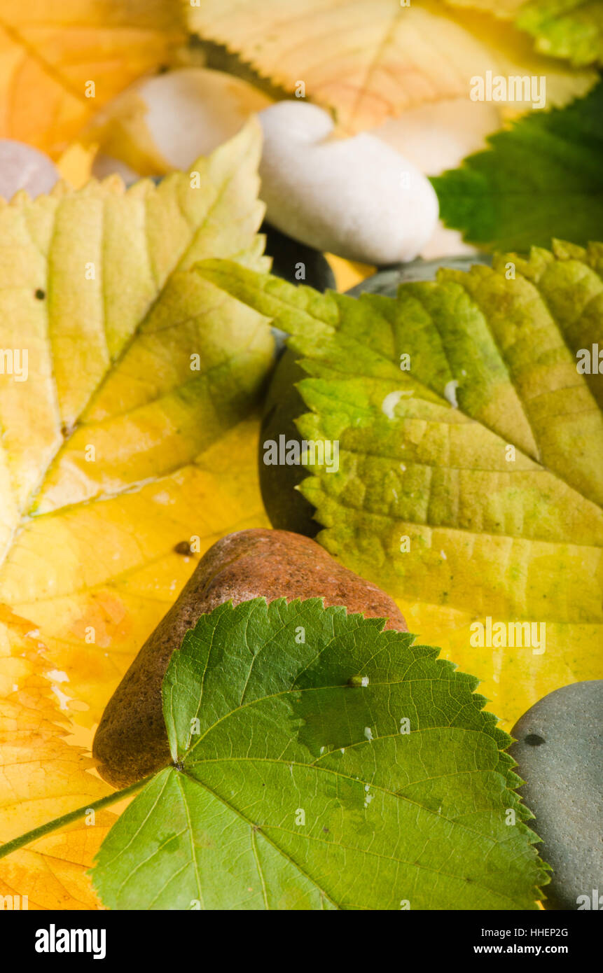 close, beautiful, beauteously, nice, leaf, detail, environment ...