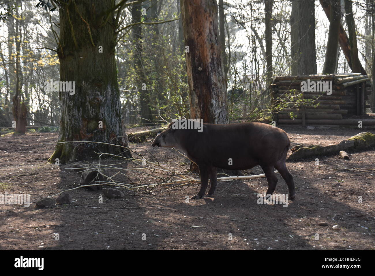 Capybara wild animal Stock Photo - Alamy