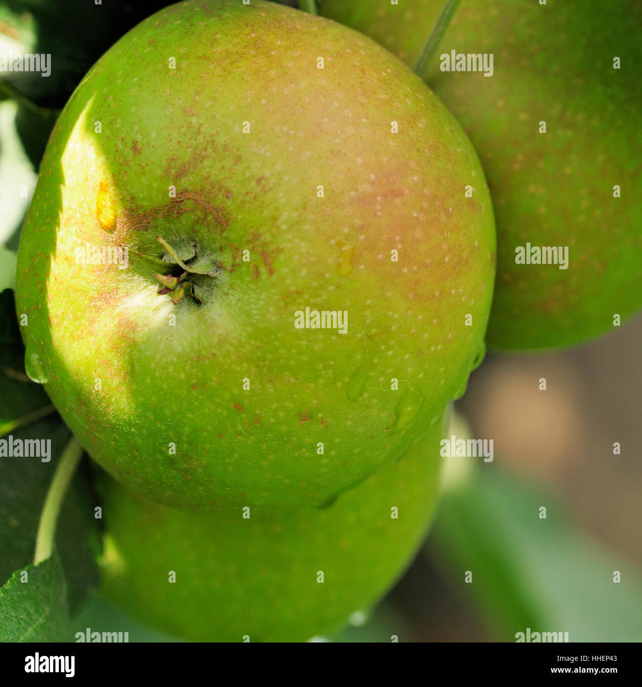 agriculture, farming, lake constance, apples, apple, late summer, reap ...