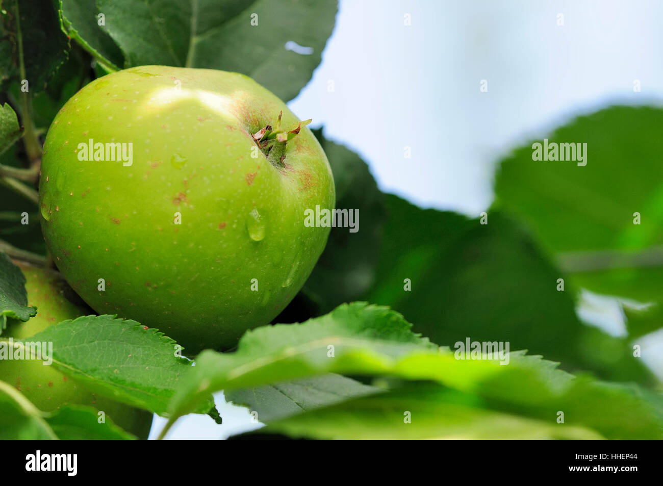 agriculture, farming, lake constance, apples, apple, late summer, reap ...