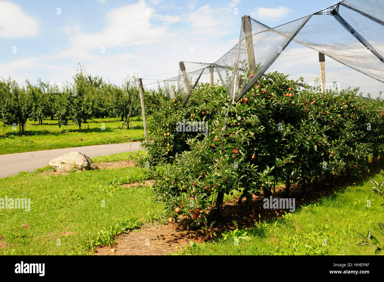 agriculture, farming, lake constance, apples, apple, late summer, reap ...