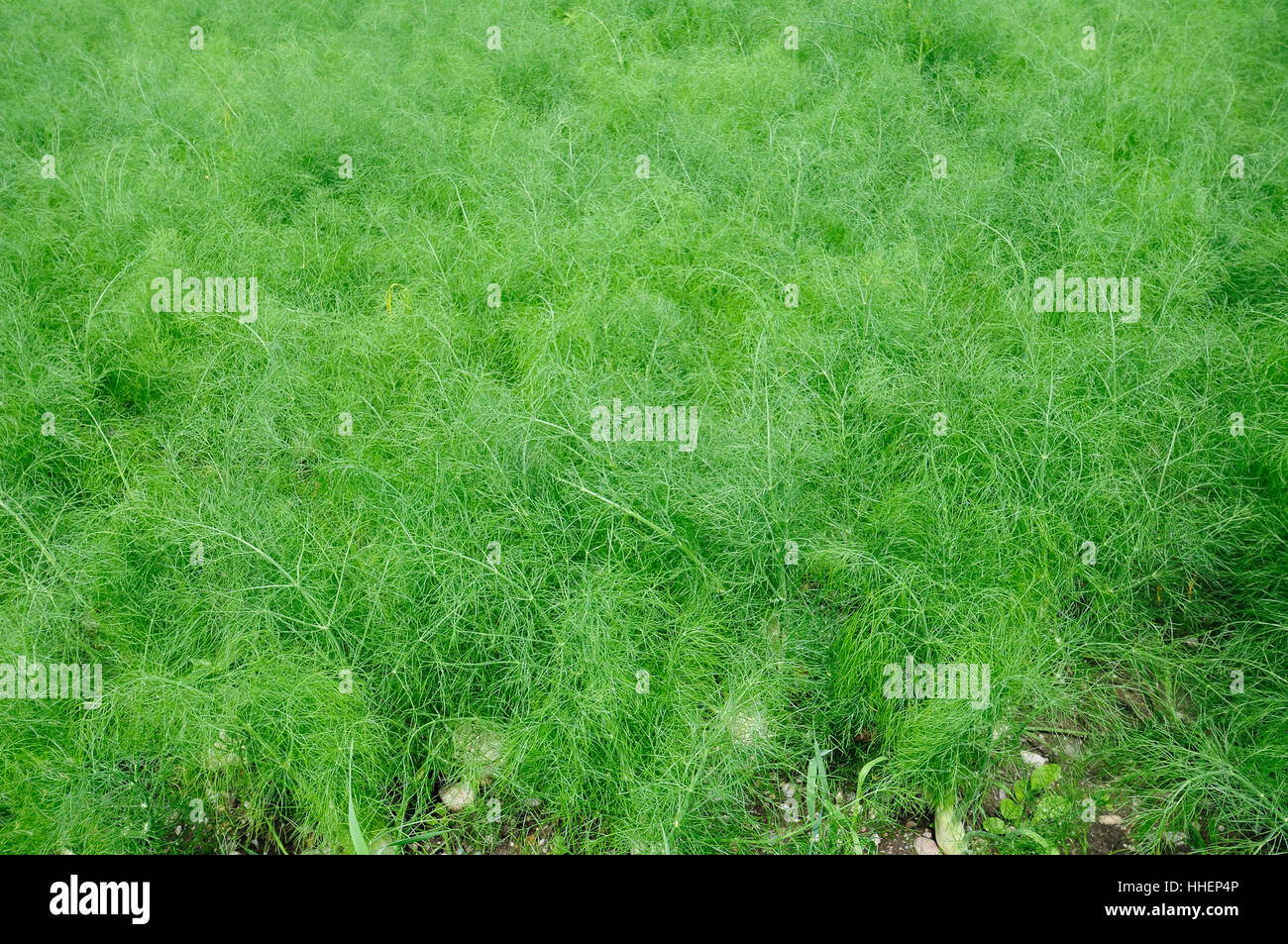 plant, homeopathy, medicinal plant, fennel, spice, plant, agriculture ...