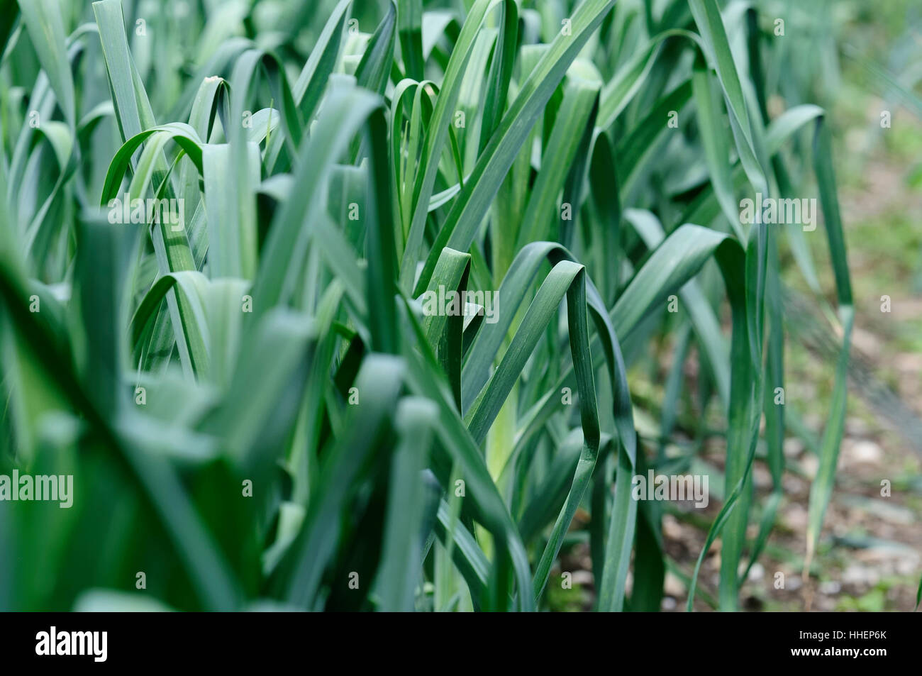 field, fields, leek, spice, agriculture, farming, field, fields ...