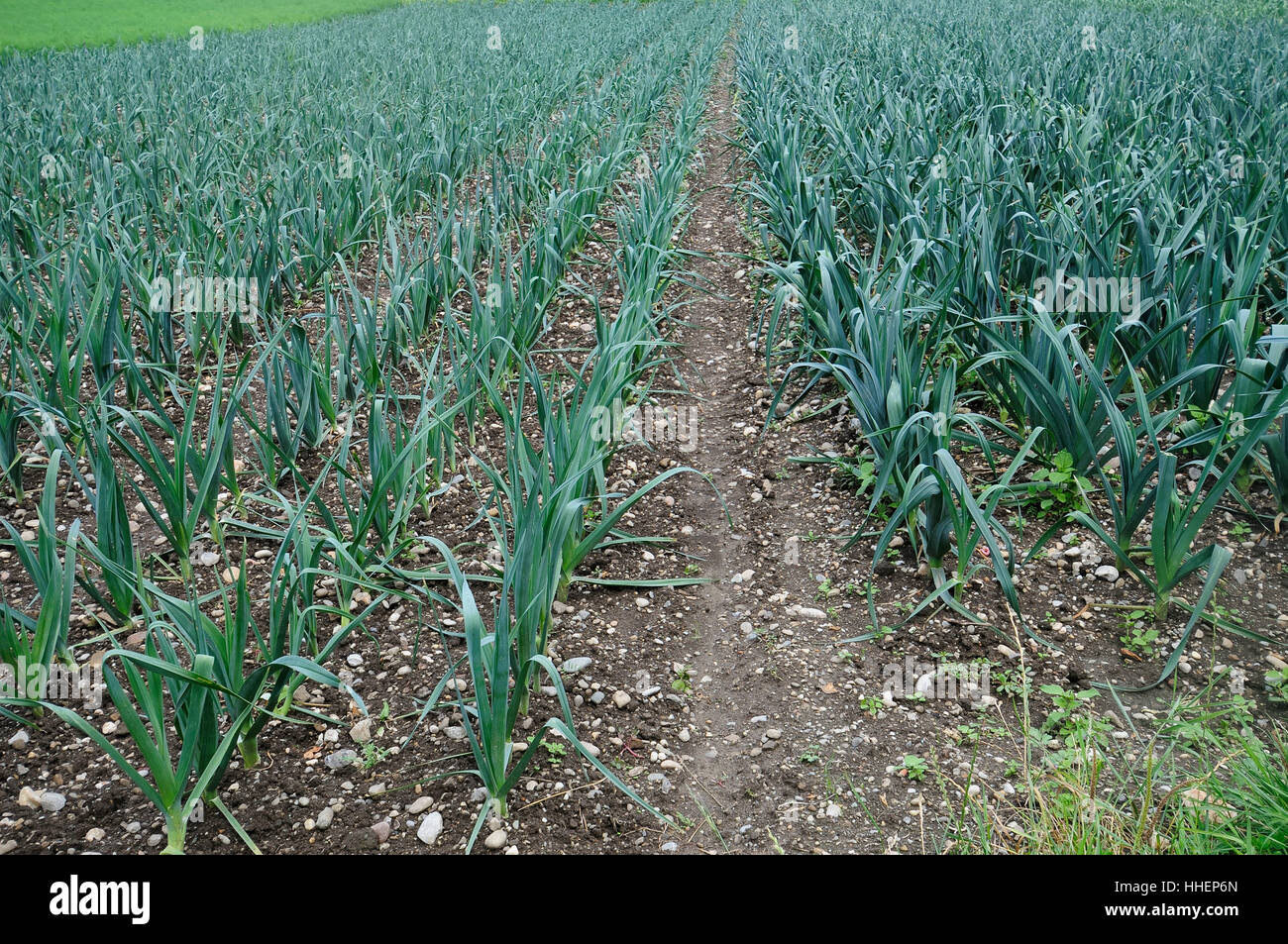 field, fields, leek, spice, agriculture, farming, field, fields ...