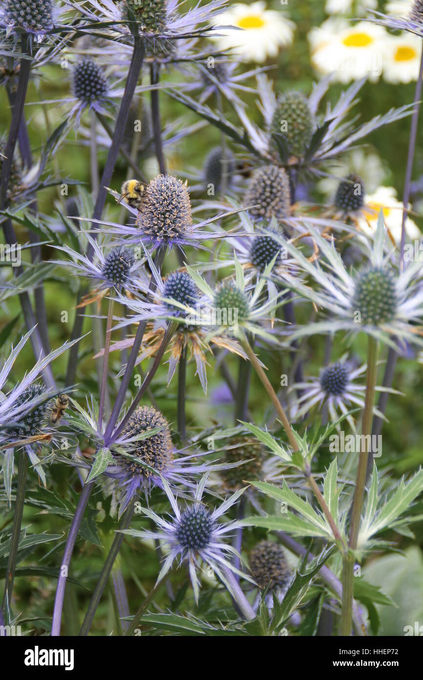 Scottish Blue Thistle