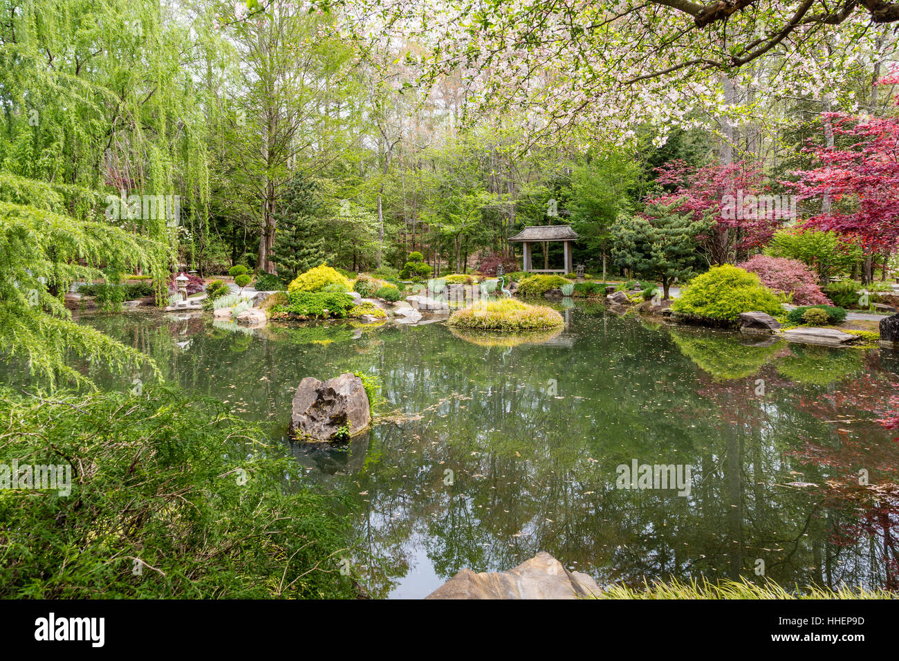 Red Maple Trees around lake in Japanese Garden Stock Photo - Alamy