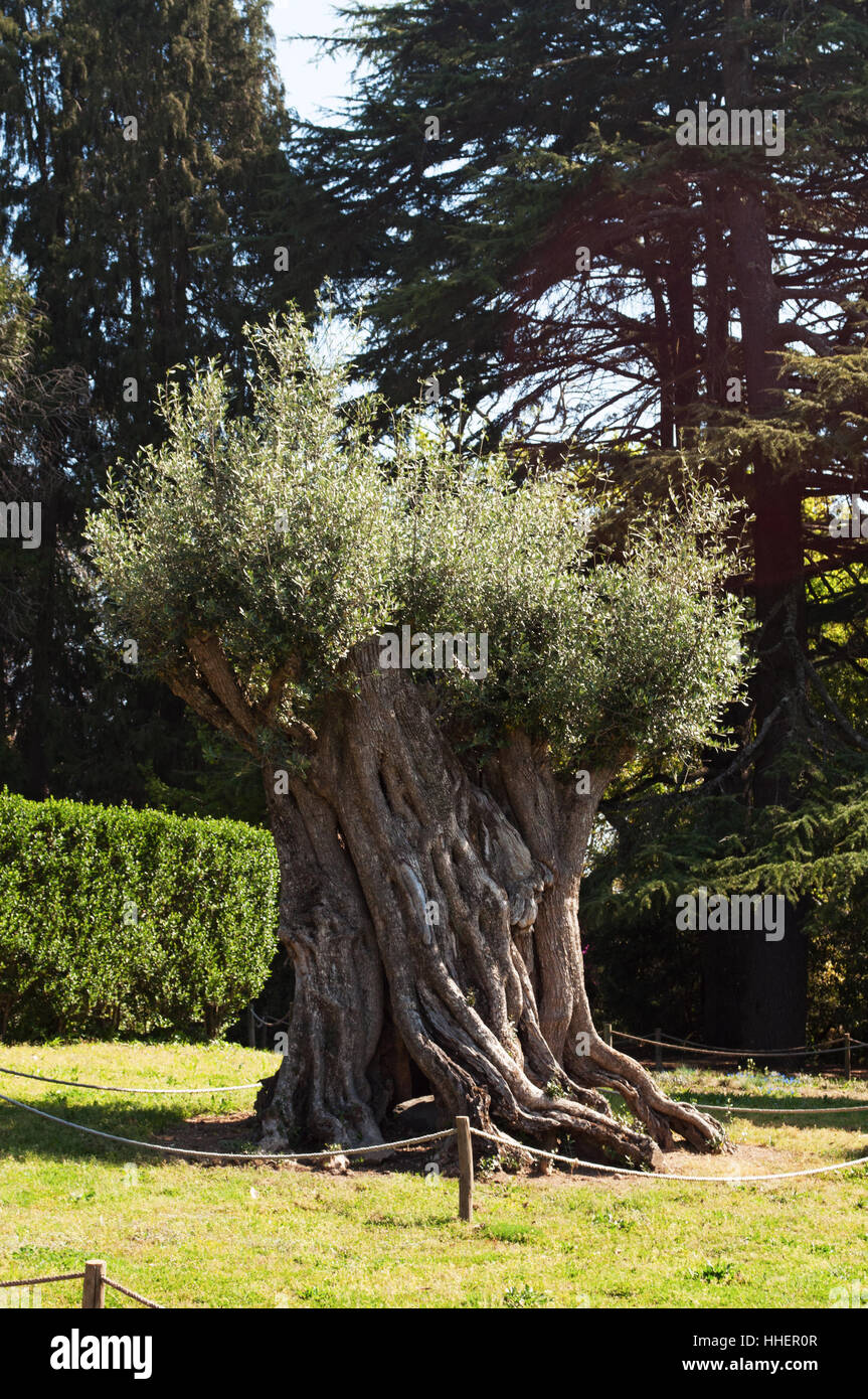 Porto: an olive tree in the gardens of Serralves Foundation, one of the ...