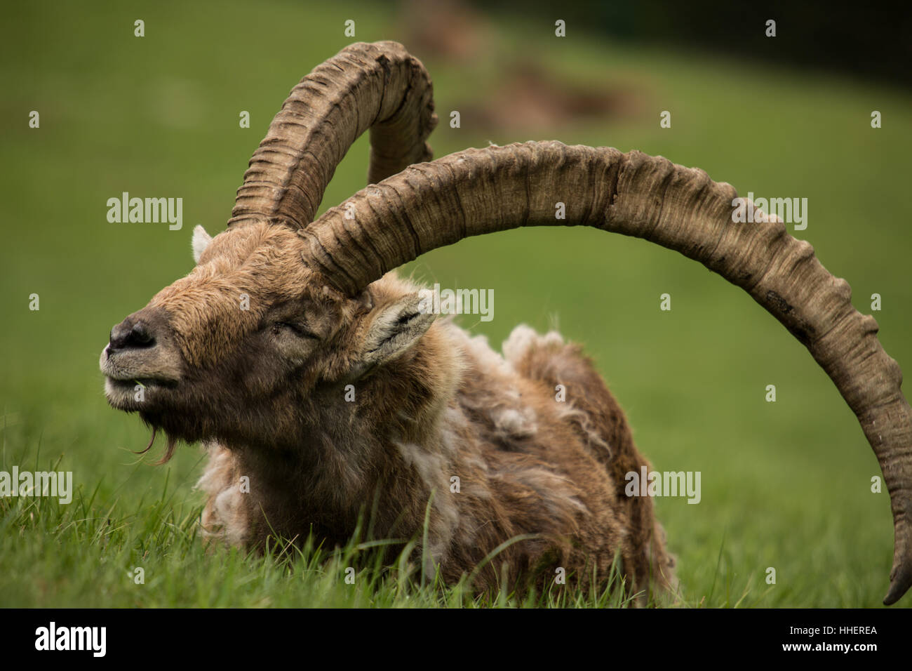 Alpine Ibex - standing / Capra ibex Stock Photo - Alamy