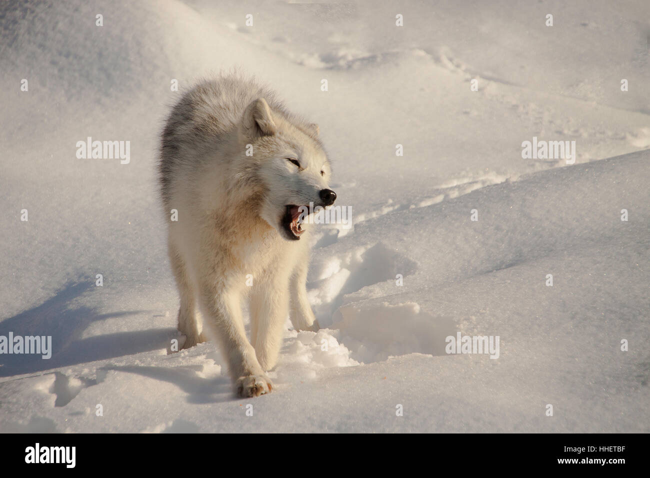 Growling wolf hi-res stock photography and images - Alamy