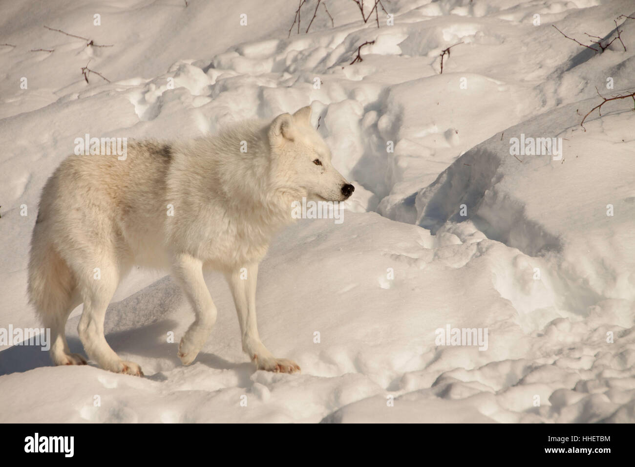 White Wolves Hunting