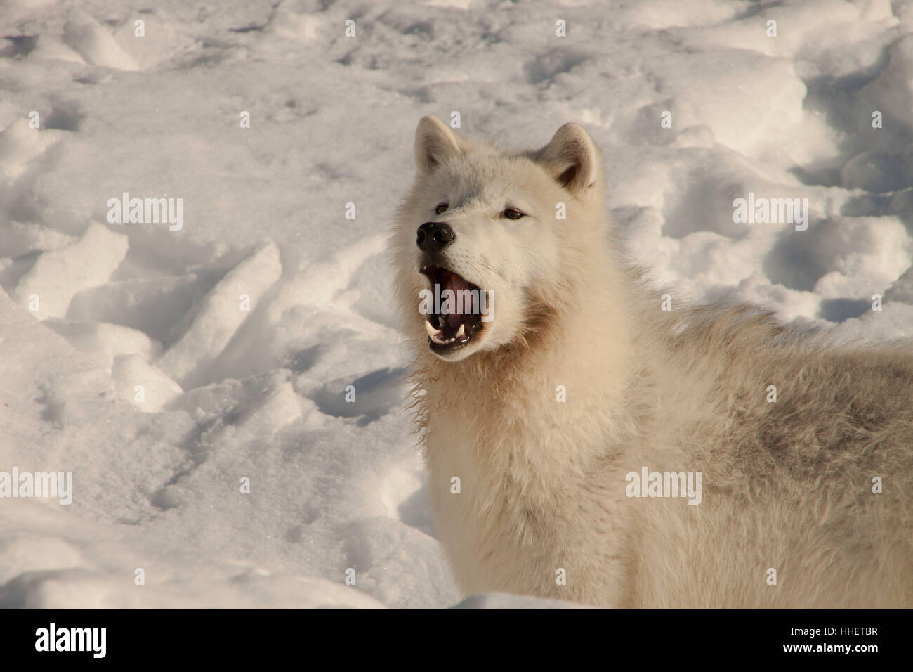 arctic wolf on snow , howling prowling hunting Stock Photo - Alamy