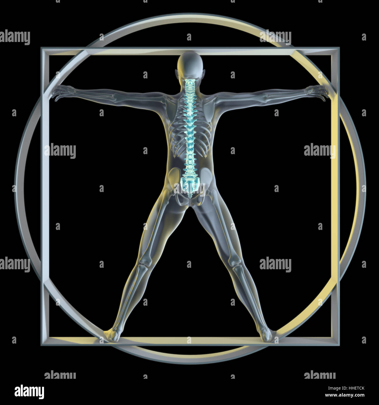 medicinally, medical, human, human being, bone, skeleton, anatomy ...