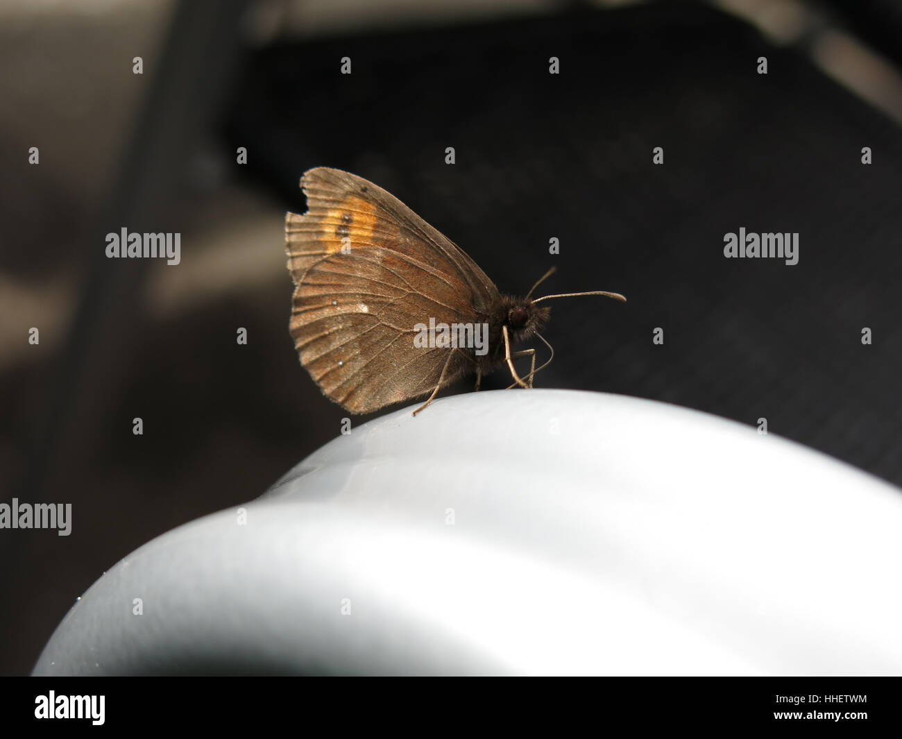 A butterfly taking a rest on the arm of a garden chair Stock Photo - Alamy