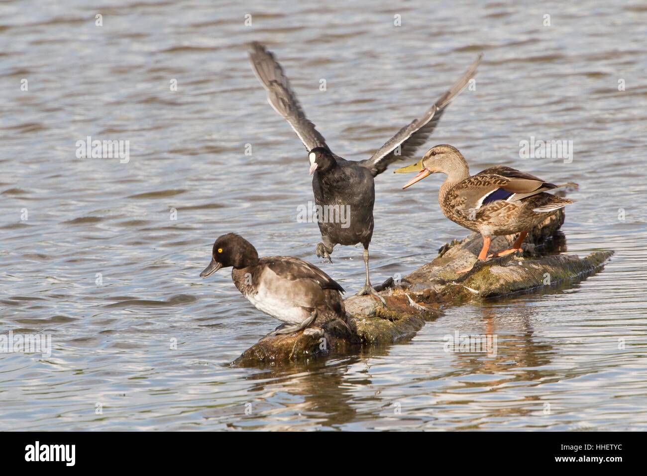 wing, duck, mallard, beat, hit, quarrel, bird, birds, wing, duck ...