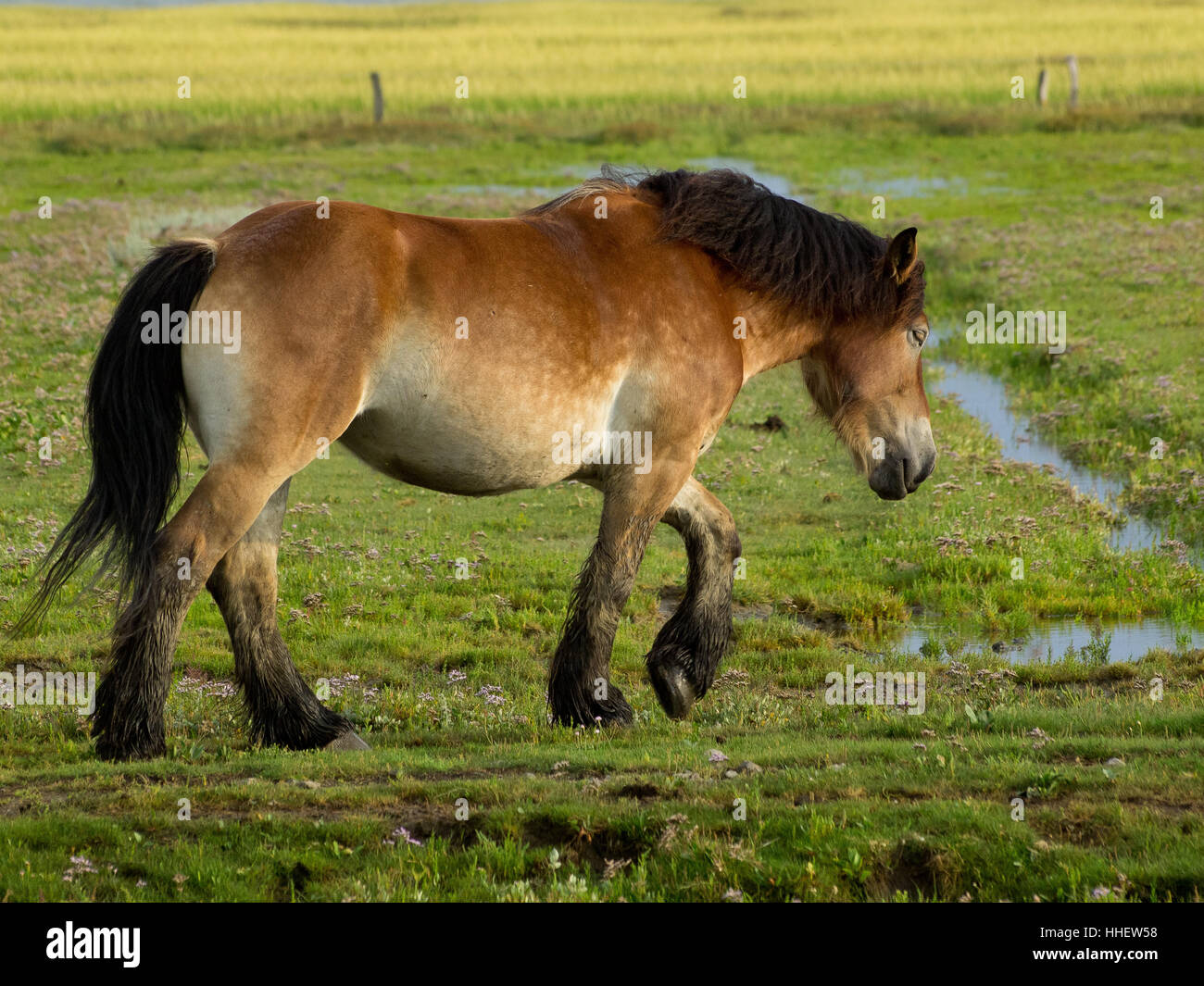 ride, animals, horse, horses, meadow, horseriding, nature, ride, horse ...