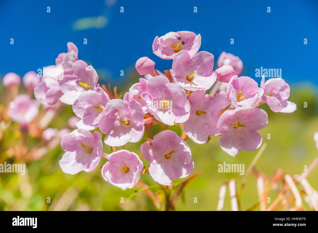 Luculia gratissima hi-res stock photography and images - Alamy