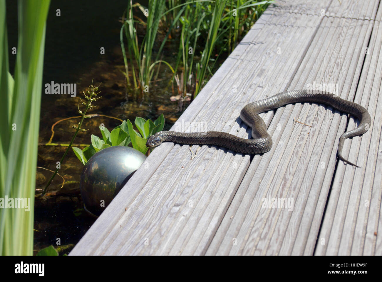 animal, reptile, snake, fresh water, pond, water, grass snake, nature ...