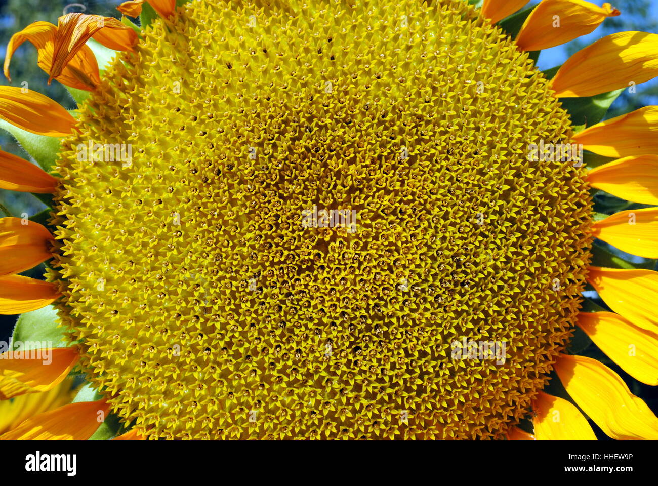 closeup, flower, plant, turn, twirl, agriculture, farming, shine ...