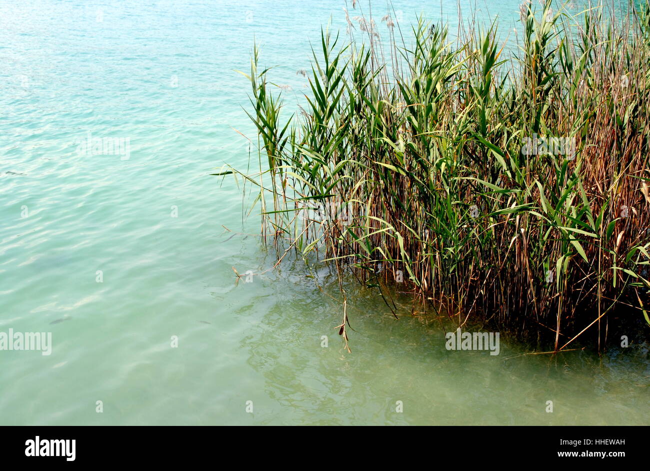 Rush tussock hi-res stock photography and images - Alamy