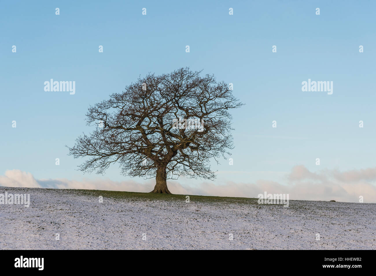 Sycamore tree landscape in winter Stock Photo - Alamy