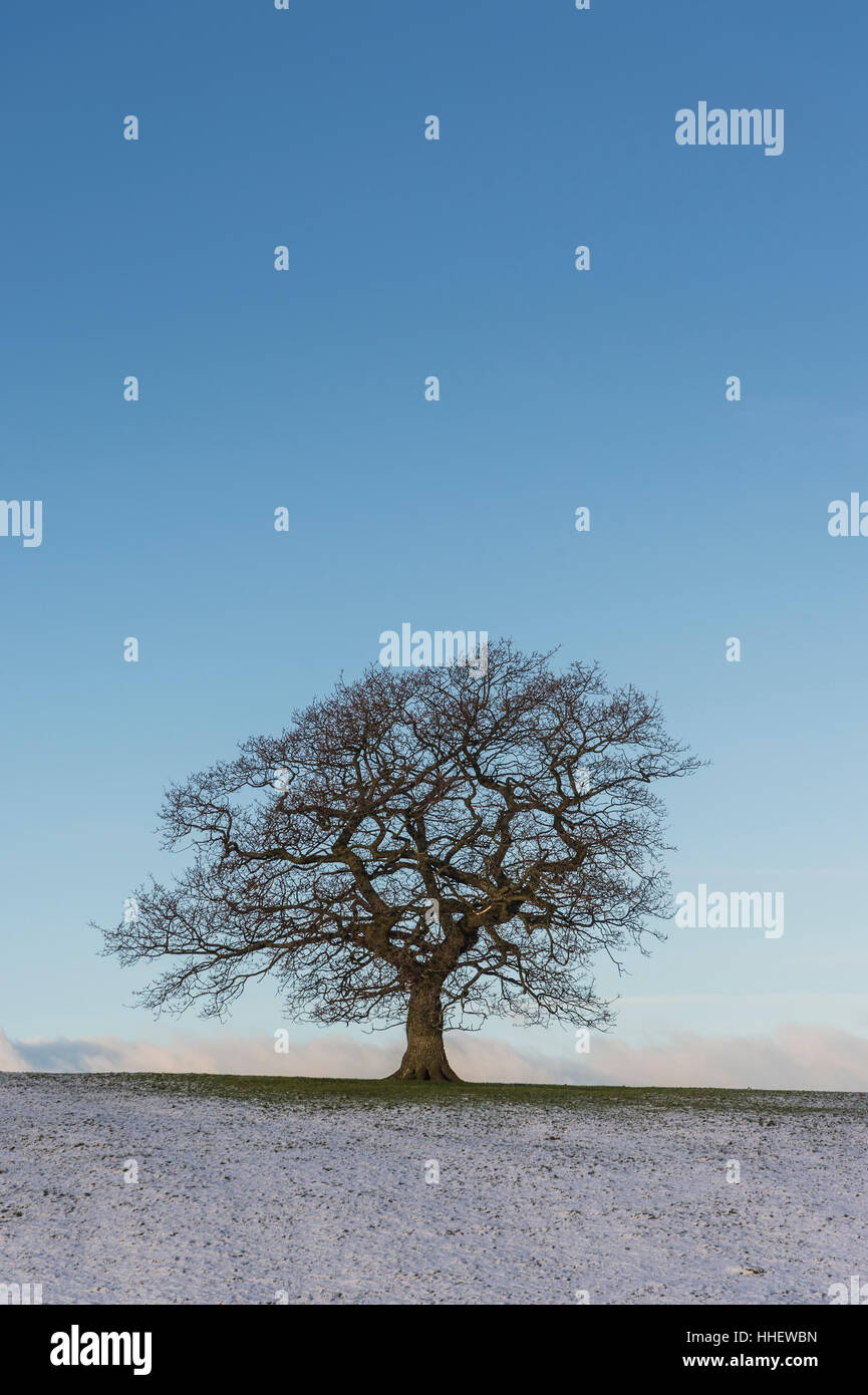 Sycamore tree landscape in winter Stock Photo - Alamy