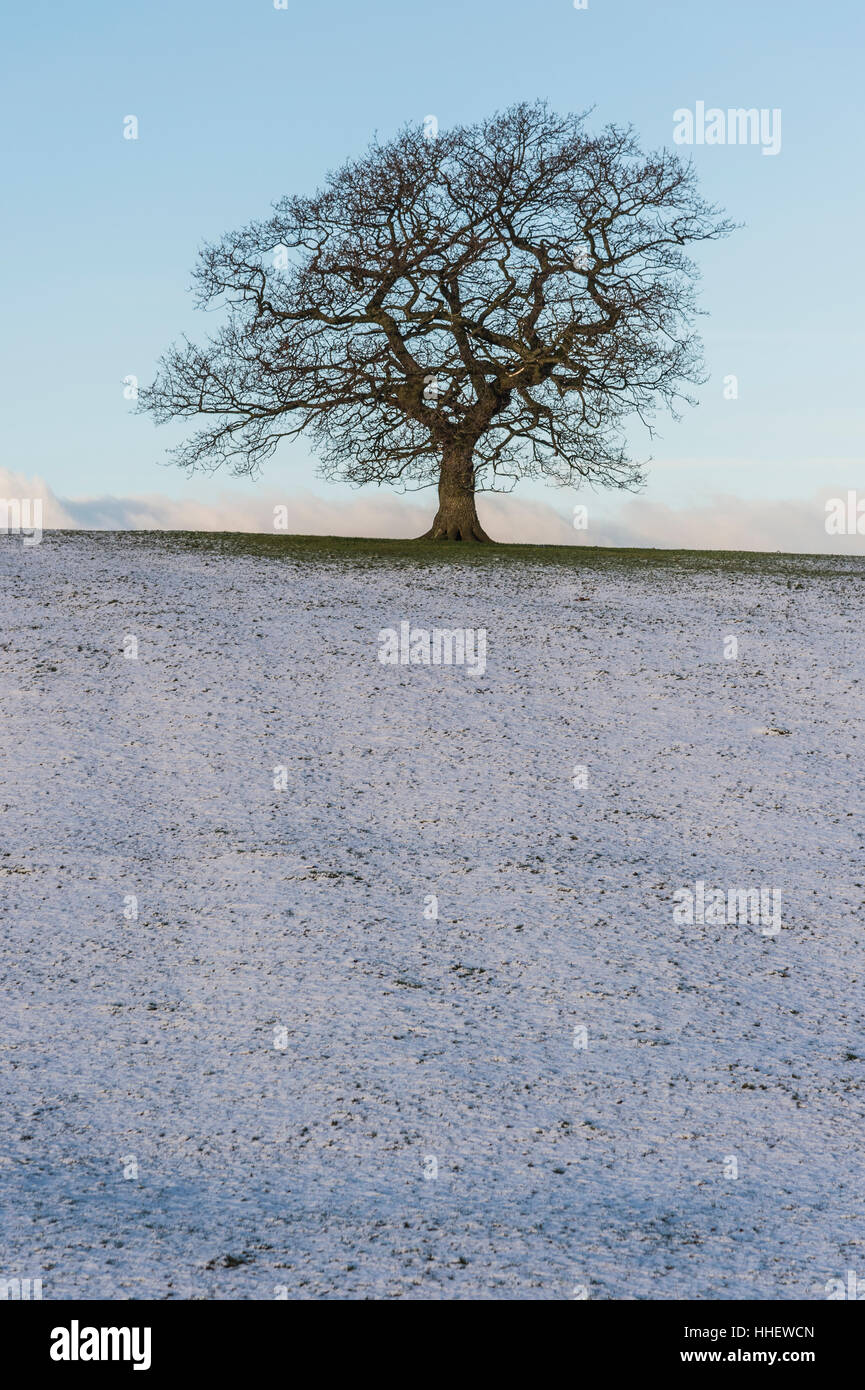 Sycamore tree landscape in winter Stock Photo - Alamy