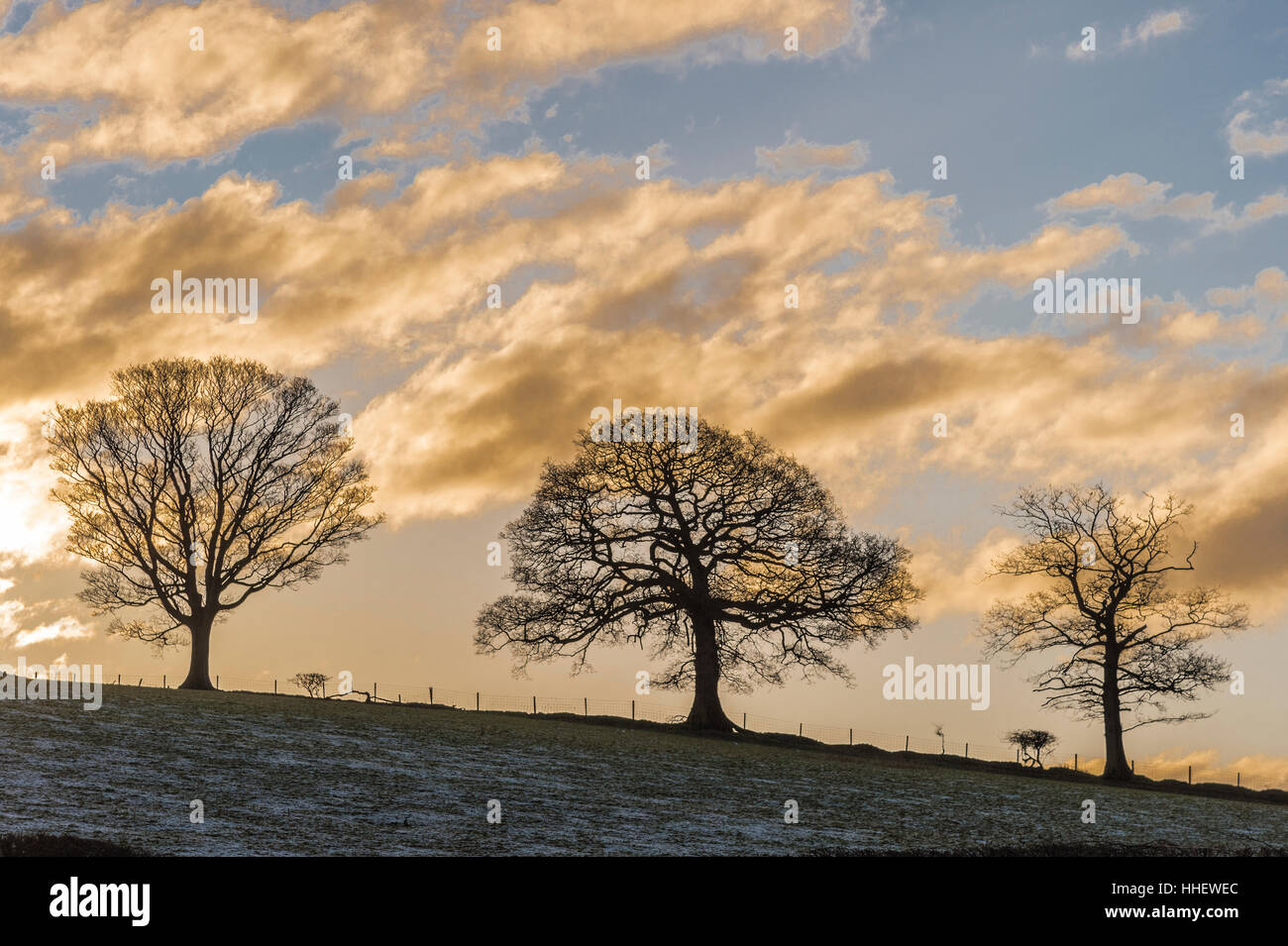Sycamore tree landscape in winter Stock Photo - Alamy