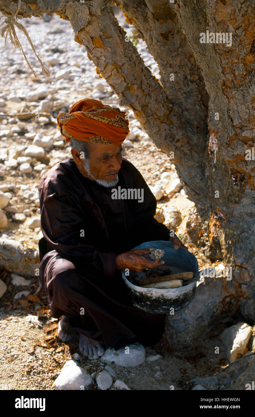Oman Man Harvesting Frankincense Resin Crystals From Tree Stock Photo ...