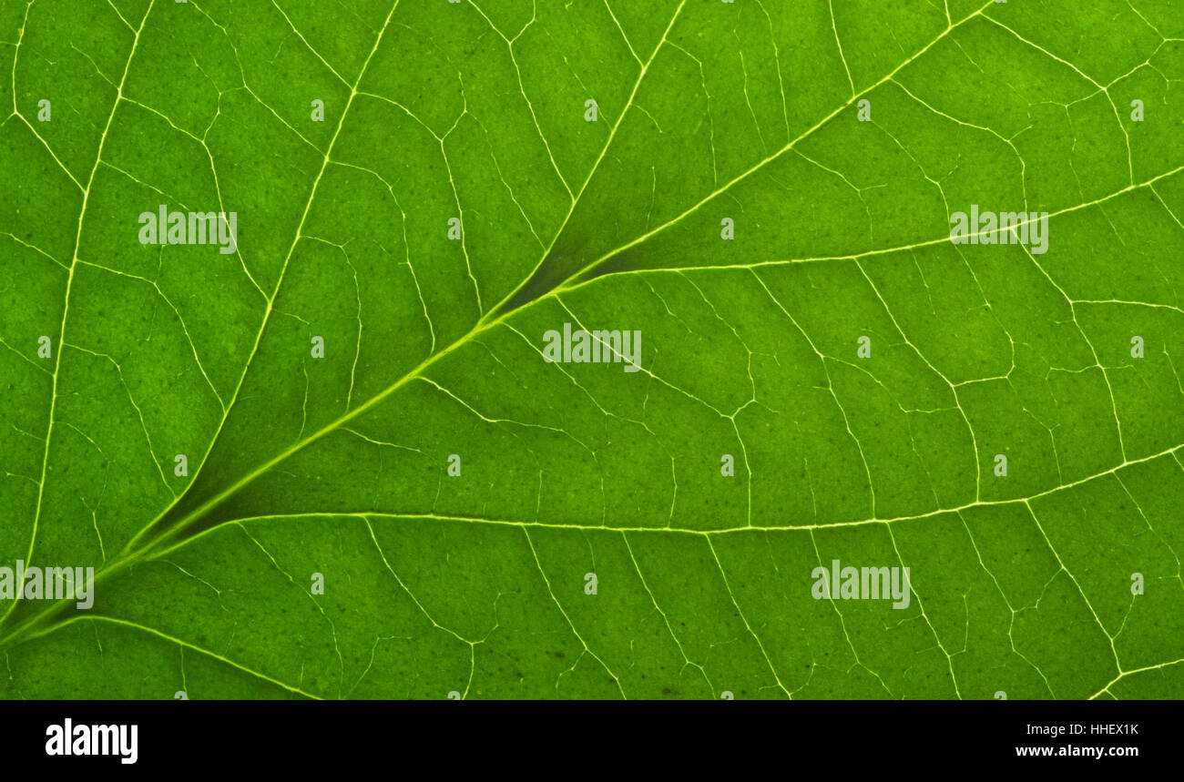 green macro leaf Stock Photo - Alamy