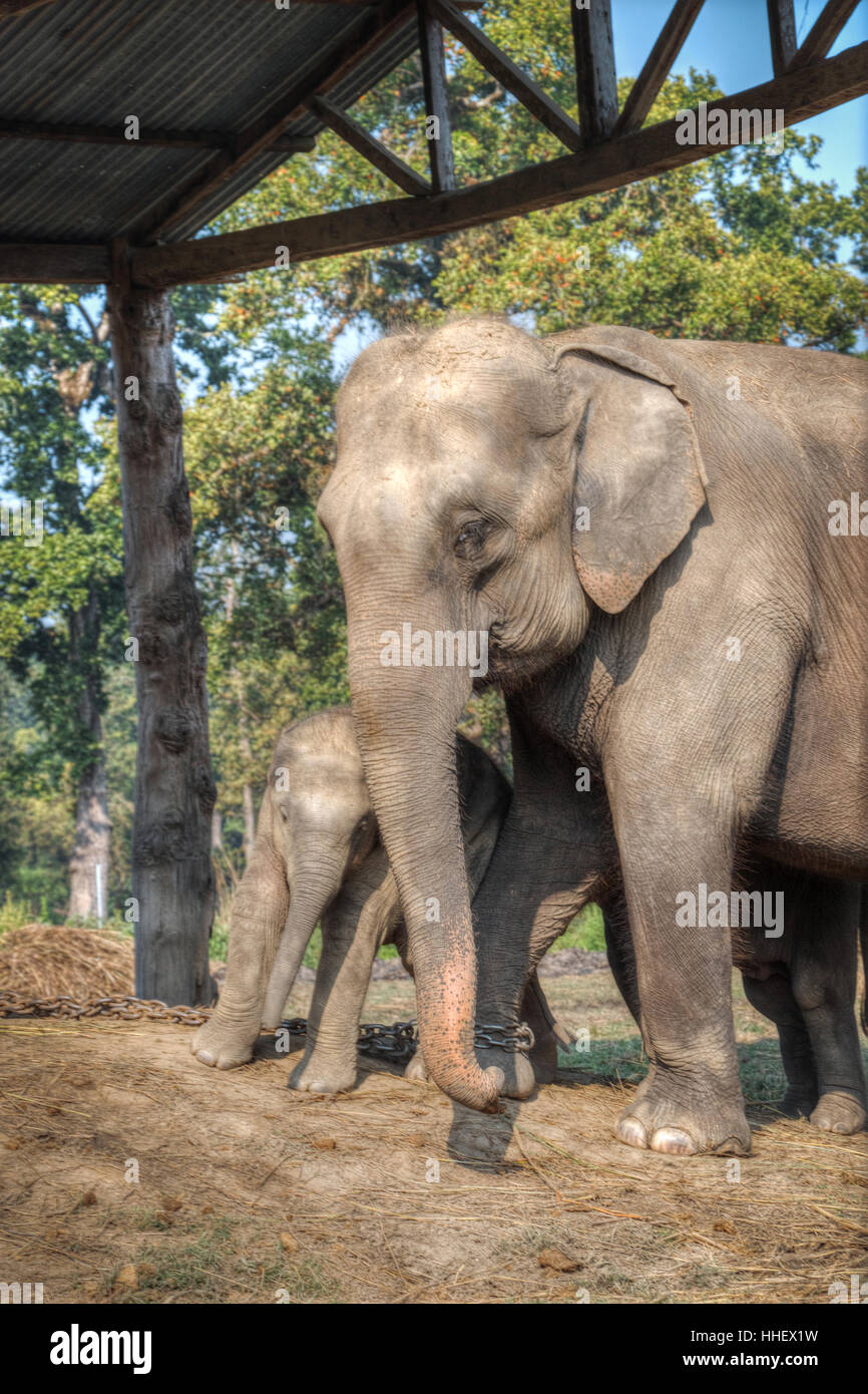 elephants in Chitwan. In the jungles of Nepal Stock Photo - Alamy