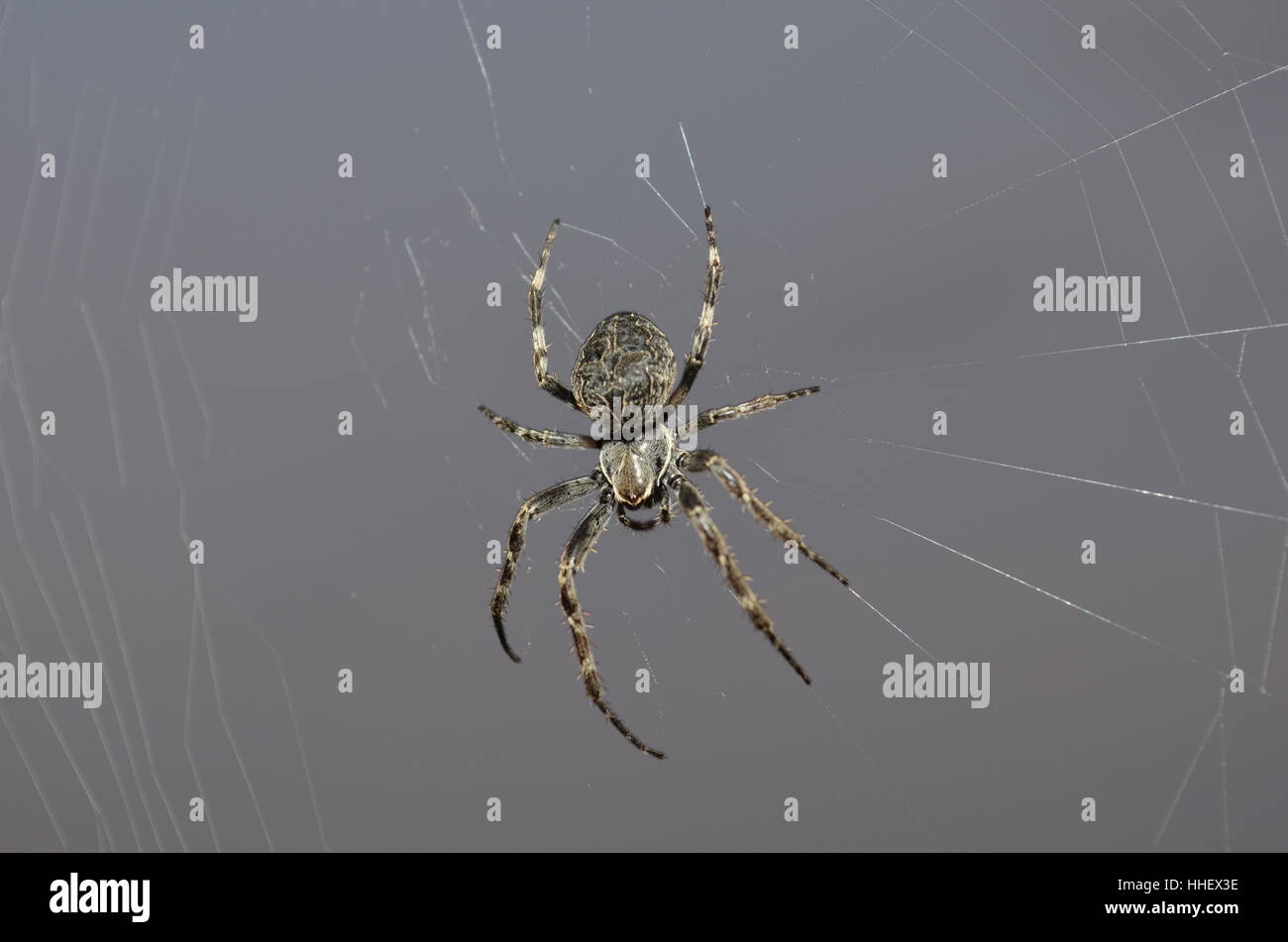 Gruesome insect hi-res stock photography and images - Alamy