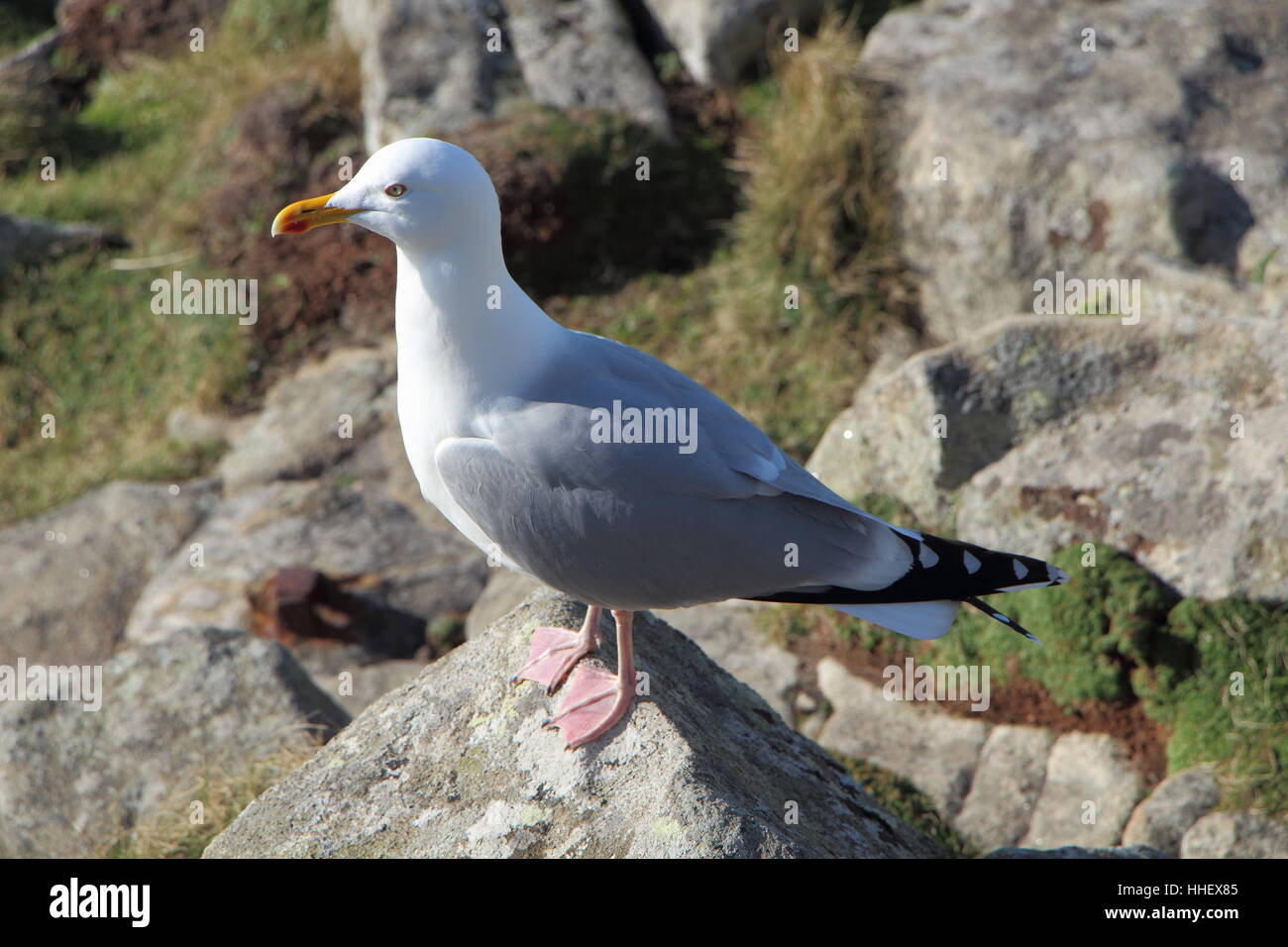 Seagull on rocks in Brittany Stock Photo - Alamy